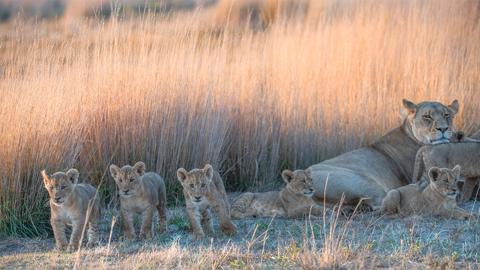 Place - Liuwa Plain National Park | Ukuri