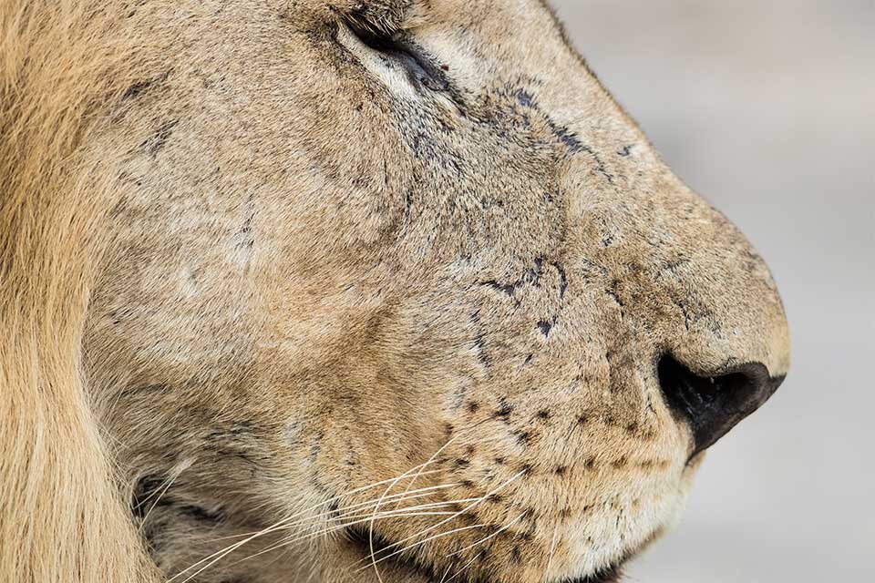 Experience - Big 5 safari | Ukuri